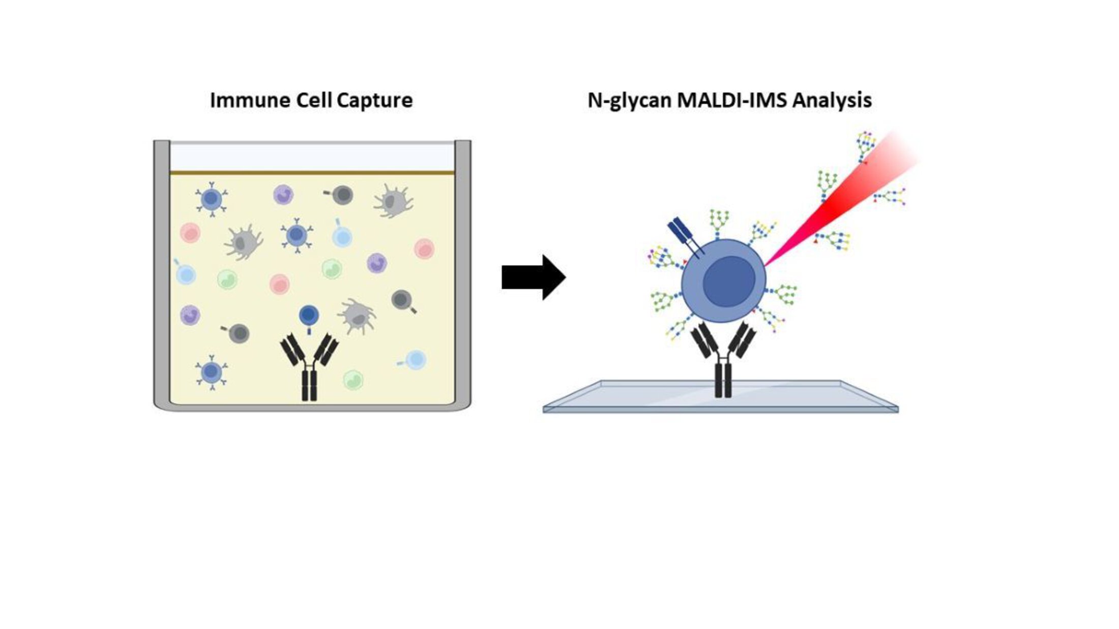 A sugary-sweet new method for biomarker discovery | MUSC